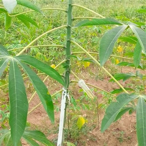 Azeez Wahab On Linkedin Cassava Flowering Experiment And Pollination🌿🌿 The Last Few Month Have