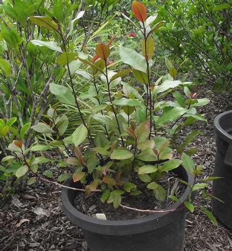 Australian Ethnobotany And Sustainable Gardening Catha Edulis Red