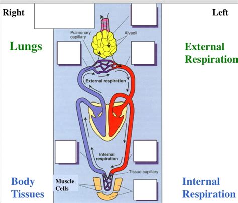 Partial Pressures Through Body