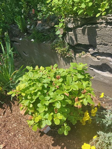 Sun Scald Or Fertilizer Burn Rgardening