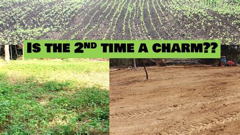 Southern Illinois Food Plots — Will The Late Corn Replant Work