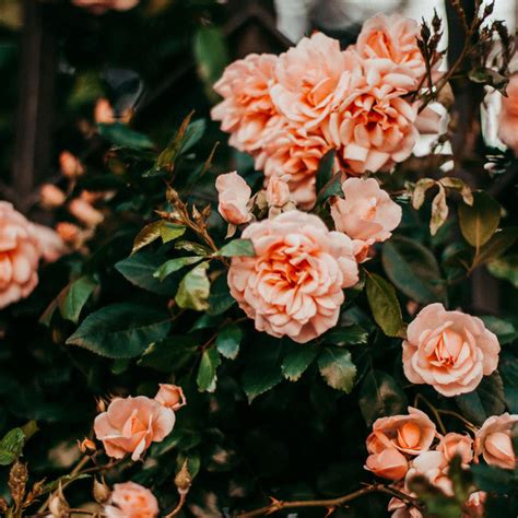 Grenn Albums Songs Discography Biography And Listening Guide Rate