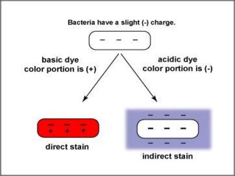 Types Of Staining Techniques In Microbiology Pdf