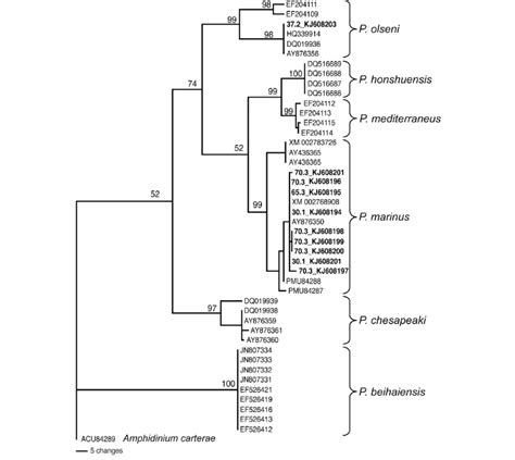 Phylogram Showing Results Of Maximum Parsimony Analyses On Perkinsus