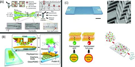 Examples Of Microfluidic Approaches For Exosome Isolation In Plasma Download Scientific