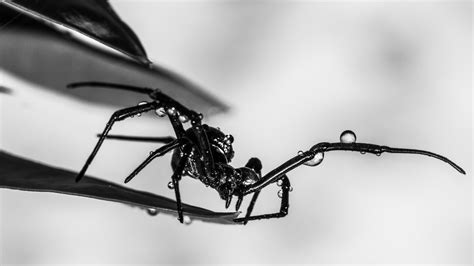 Spider Black And White