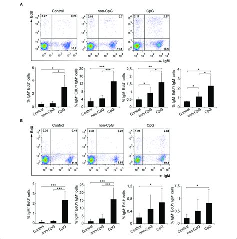 Cpgs Induce B Cell Proliferation The Lymphoproliferative Effects Of
