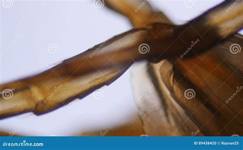 Freshwater Centipede Leg Under The Microscope Stock Footage Video Of Detail Research 89438420