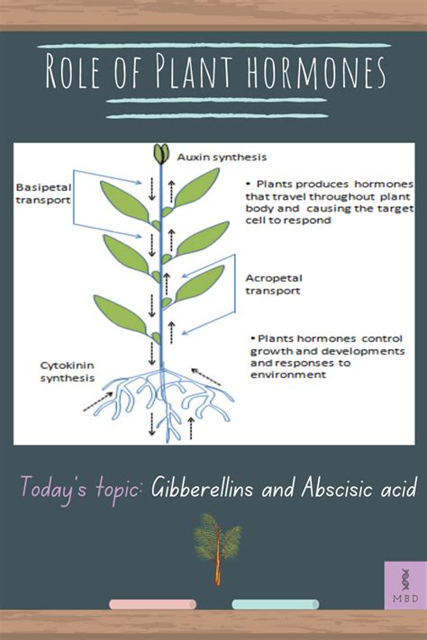 Gibberellin Definition Function Structure And Uses 50 Off