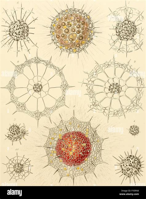 Die Radiolarien 1862 Is A Monograph Focusing On Radiolarians A