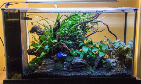 Betta Fish Tanks With Plants