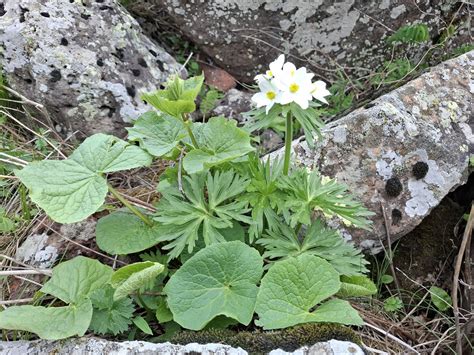 დმანისის ტურისტული საინფორმაციო ცენტრი Dmanisi Tourism Information Center Dmanisi