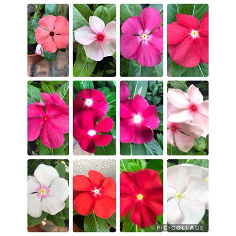 Seeds Benih Mix Color Vinca Seeds Biji Seeds Shopee Malaysia