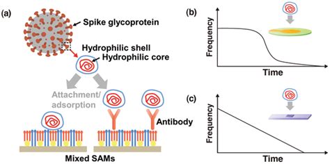 A Schematic Of Biointerfacial Interactions Spike Glycoprotein With Download Scientific Diagram