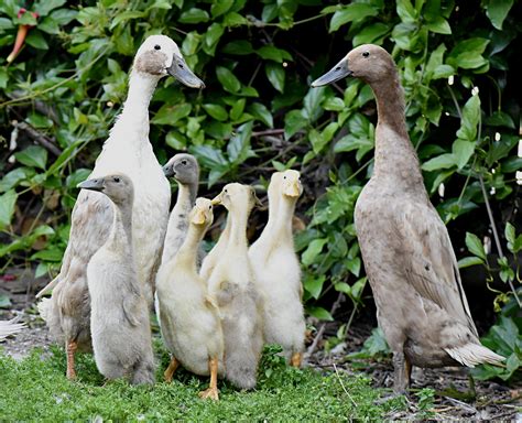 What Is An Indian Runner Duck At Roberta Warren Blog
