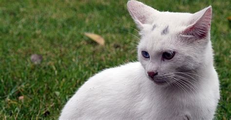 고이란의 세계여행 터키 1 오드아이 고양이
