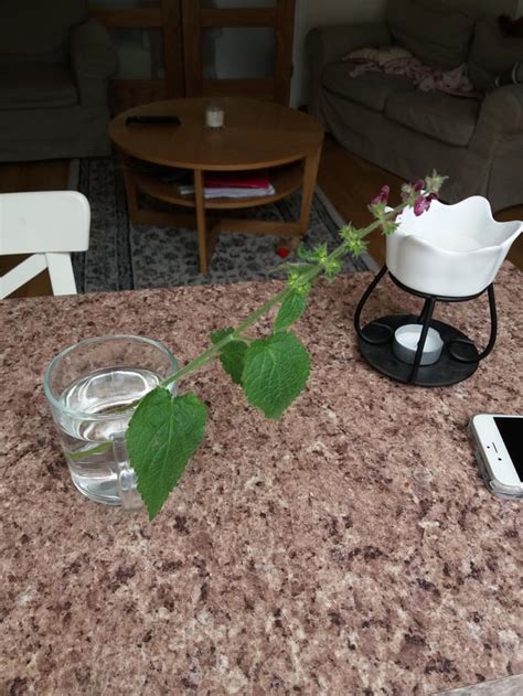 Catnip Propagation Gardening