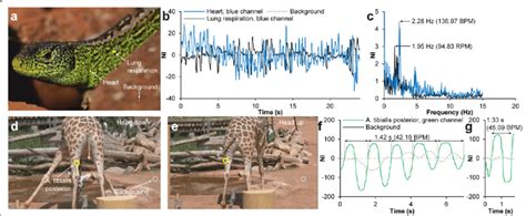 Signal Detection With Eulerian Video Magnification In Non Dedicated