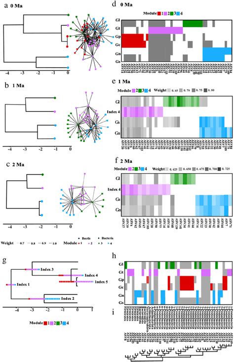 Gut Bacterial Interaction With Their Host Insects A F Download Scientific Diagram