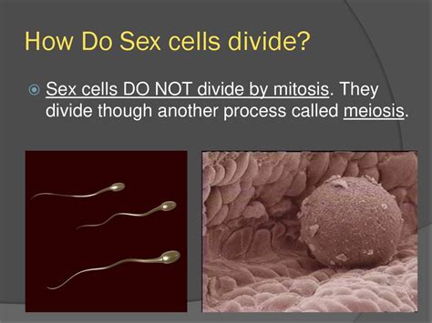 Meiosis And Sexual Reproduction Ppt Download