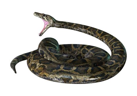 Python Stock Illustrations 33 356 Python Stock Illustrations Vectors And Clipart Dreamstime