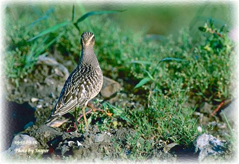 Eurasian Dotterel【eudromias Morinellus】 スナイパーの「keenな鳥類図鑑」