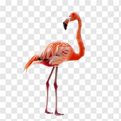 핑크 플라밍고 핑크 플라밍고 부티풀 새 분홍색 Png 일러스트 및 이미지 에 대한 무료 다운로드 Pngtree