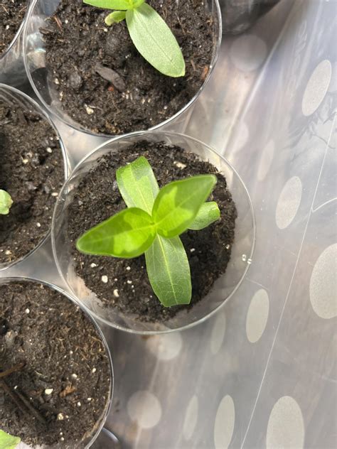 Zinnia Seedlings Look Odd Rcutflowers