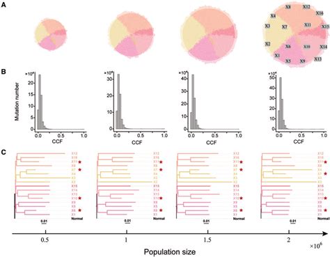 Clonal Structures And Phylogenies Of Tumors Under Neutral Evolution