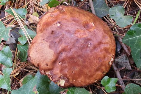 Rod Xerocomus
