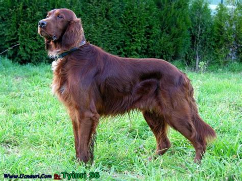 ნადირობა სეტერი