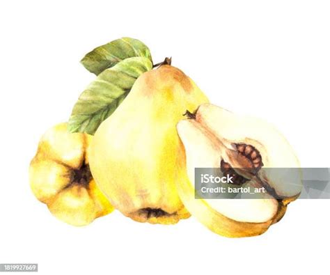 수채화 그리는 배열 노란 모 과 전체 자른 과일 나뭇잎 고립된 클립아트 삽화 건강한 식생활에 대한 스톡 벡터 아트 및 기타 이미지 건강한 식생활 과일 금색 Istock