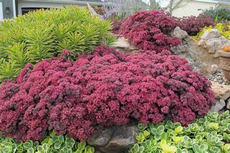 Sedum Dazzleberry Sunsparkler Series