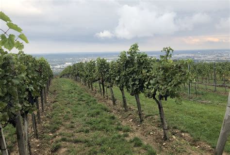 The Buyer Getting To Grips With Austrias Wine Classification System