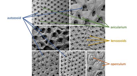 Bryozoa Digital Atlas Of Ancient Life