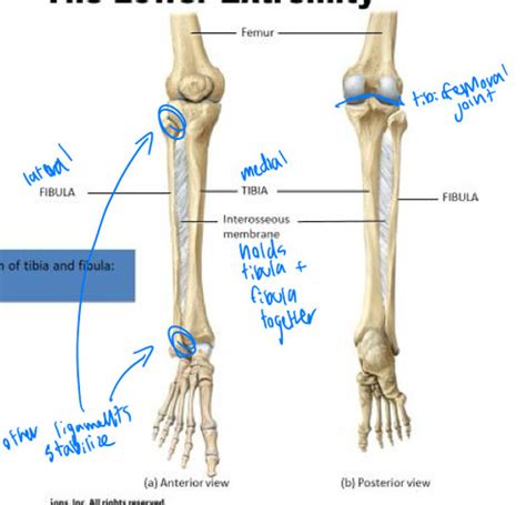 Femur Tibia Fibula Patella And Knee Joint Flashcards Quizlet