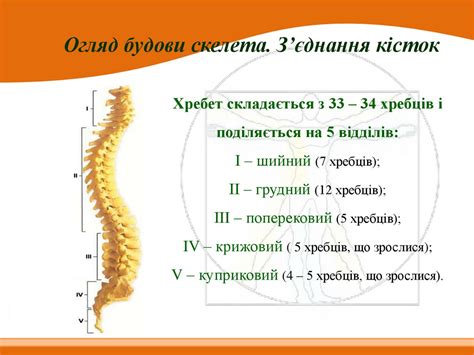 Огляд будови скелета Зєднання кісток презентация онлайн
