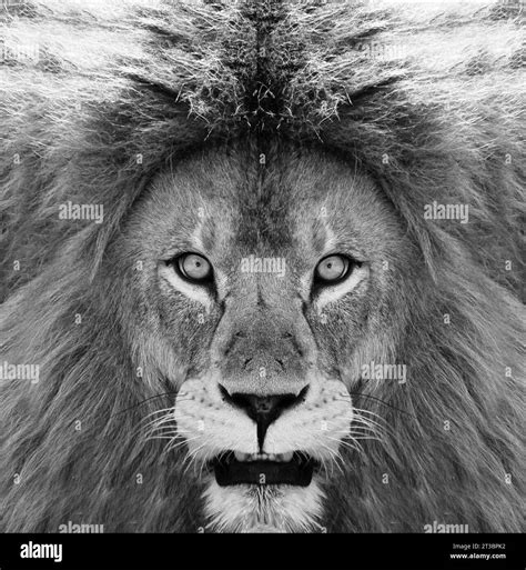 A Black And White Portrait Of A Male African Lion Panthera Leo Direct