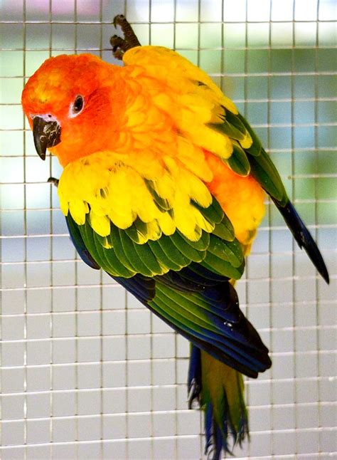 새장의 화려한 앵무새 유토이미지 상세페이지 베이직샵 사진 20993600