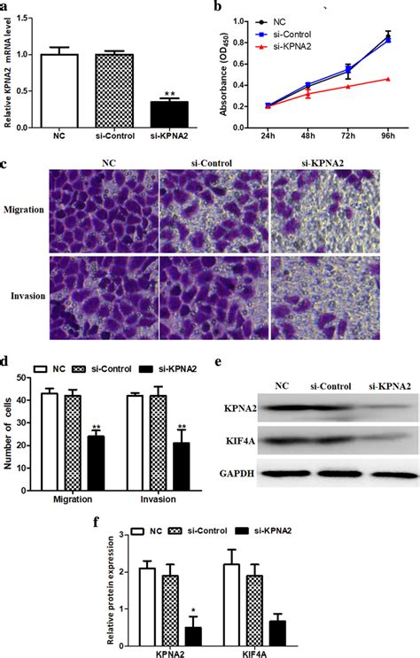 Kpna2 Accelerated The Cell Growth Invasion And Migration In Ovarian