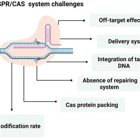 Classification Of Crispr Cas Systems The Two Classes Are Explained By