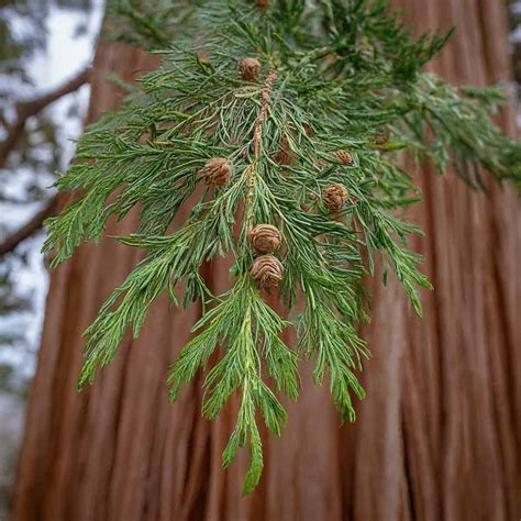 Western Red Cedar Identification A Complete Guide