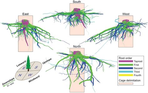 Four Different Three Dimensional Views Of A Digitized Root System From Download Scientific