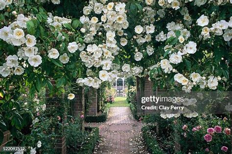 White Climbing Roses Photos And Premium High Res Pictures Getty Images