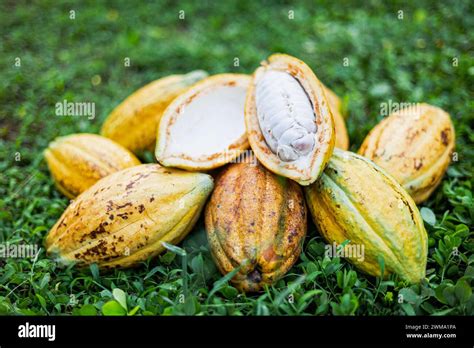 Pile Of Cocoa Fruits Pods Lay On Grass Background On Sunny Day Fresh