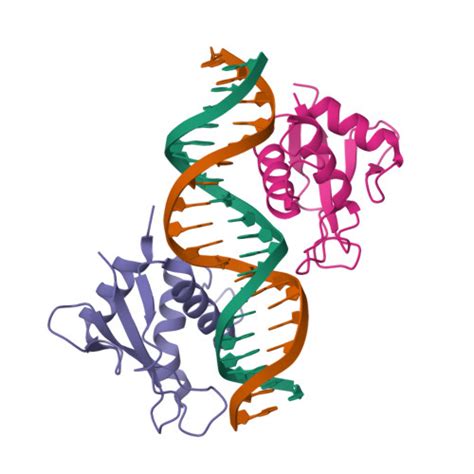 Rcsb Pdb 8jkl Irf4 Dna Binding Domain Bound To An Dna Containing Gata Motif