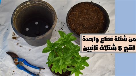 هات اي اصيص نعناع بلدي وهعلمك في 5 دقايق ازاي تنتج منه 5 اضعاف كميته