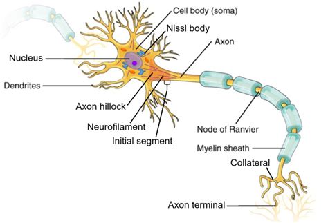 Nervous Tissue Anatomy