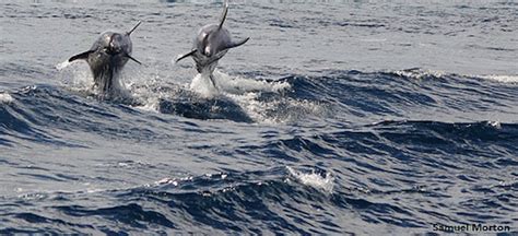 Dolphin Sexual Politics Gets The Tabloid Treatment