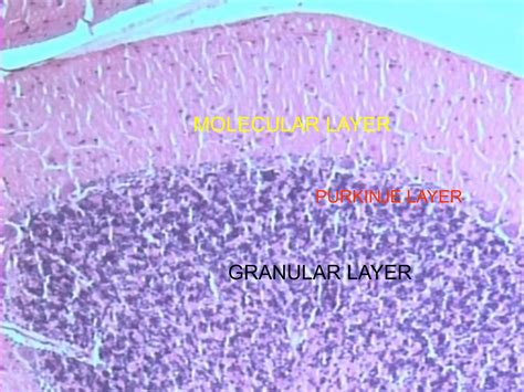 Histology Of Cerebrum And Cerebellum Pdf